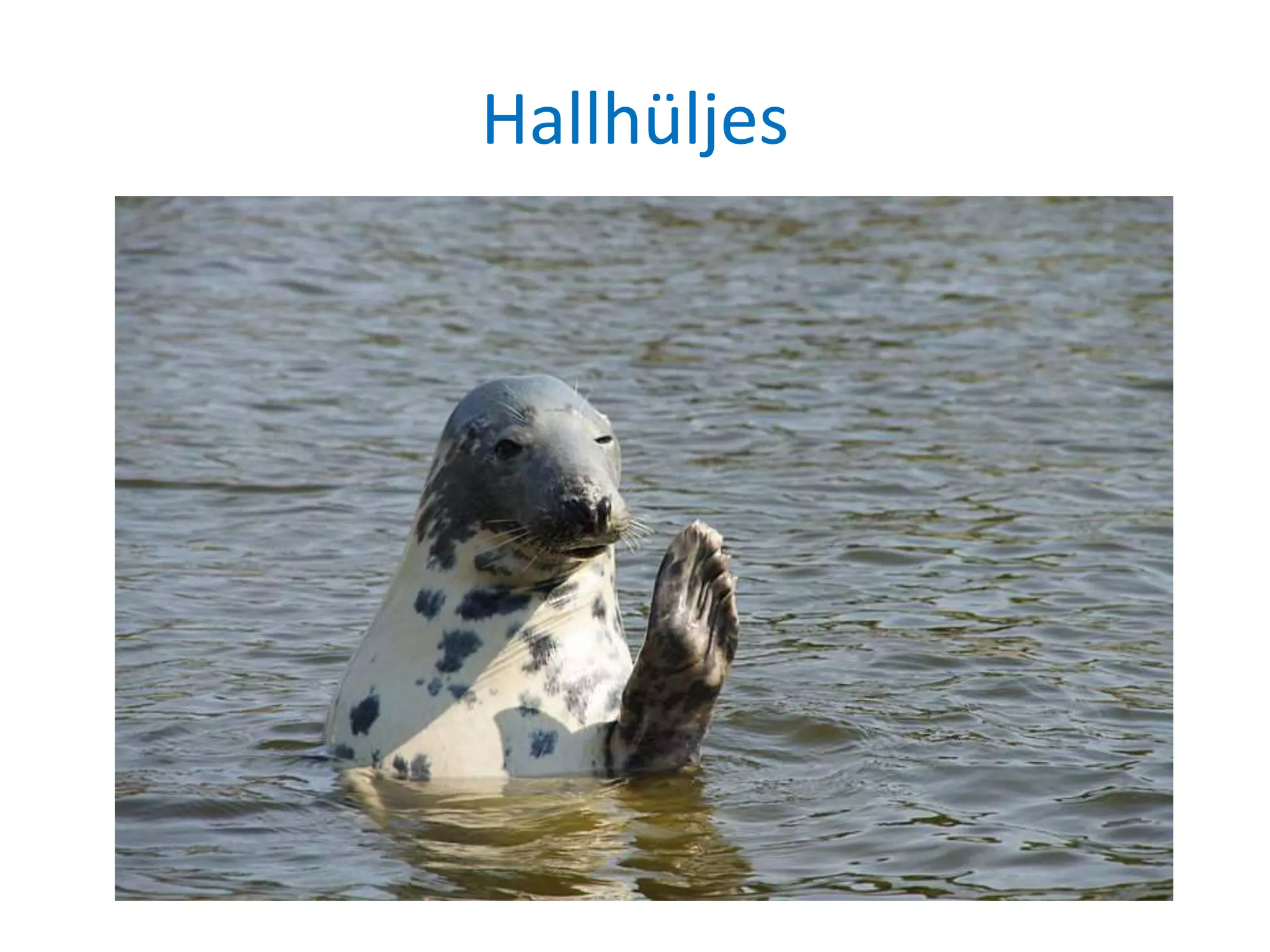 Loomade kohastumused eluks vees | PPTX