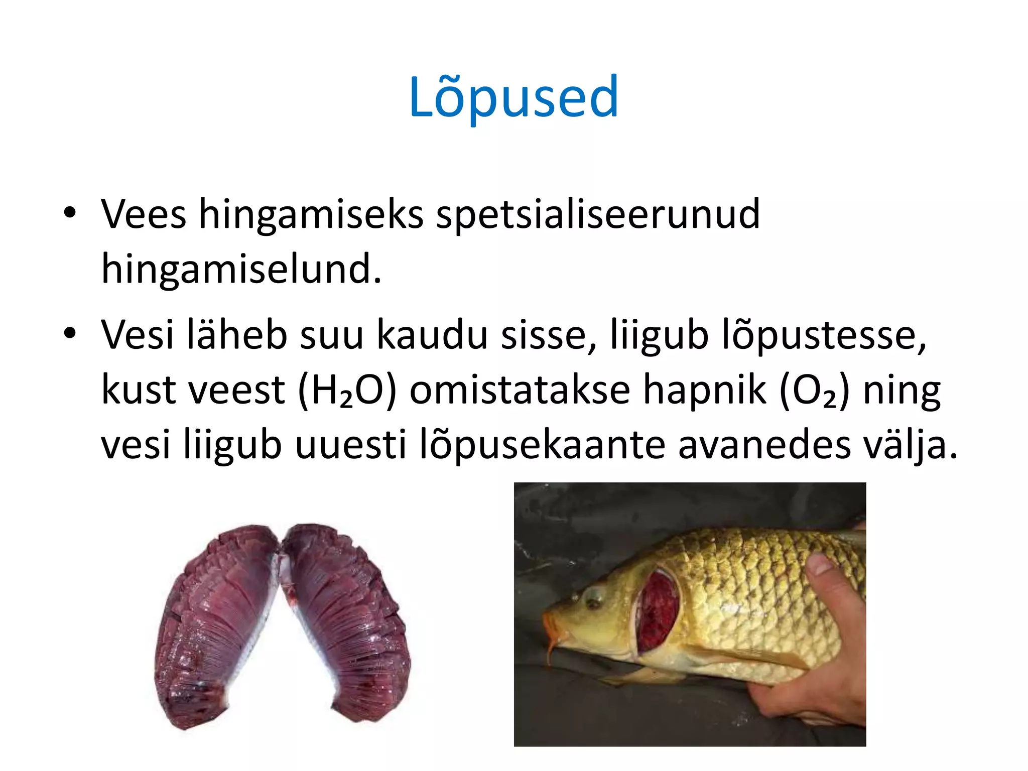 Loomade kohastumused eluks vees | PPTX