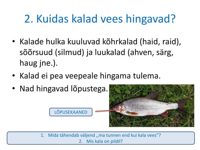 Loomade kohastumused eluks vees | PPTX