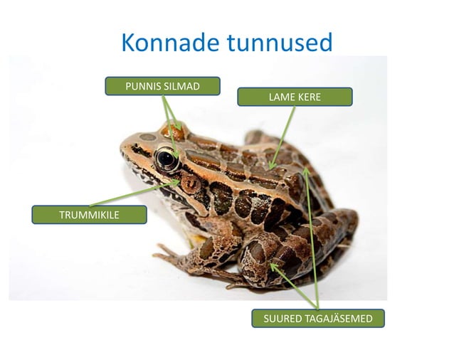 Loomade kohastumused eluks vees | PPTX