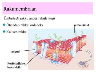 Loomarakk | PPT
