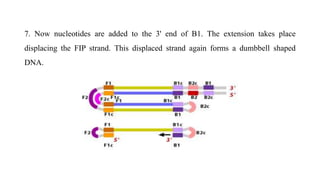 Characteristics of Loop Mediated Isothermal Amplification Technique | PPT
