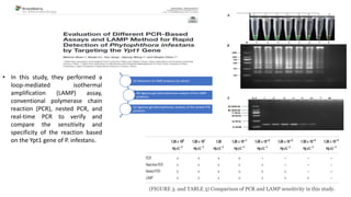 Characteristics of Loop Mediated Isothermal Amplification Technique | PPTX