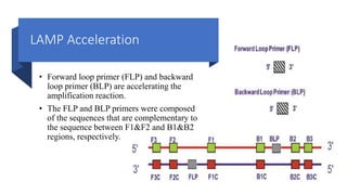 Characteristics of Loop Mediated Isothermal Amplification Technique | PPTX