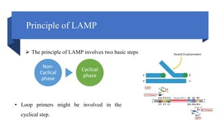 Characteristics of Loop Mediated Isothermal Amplification Technique | PPT