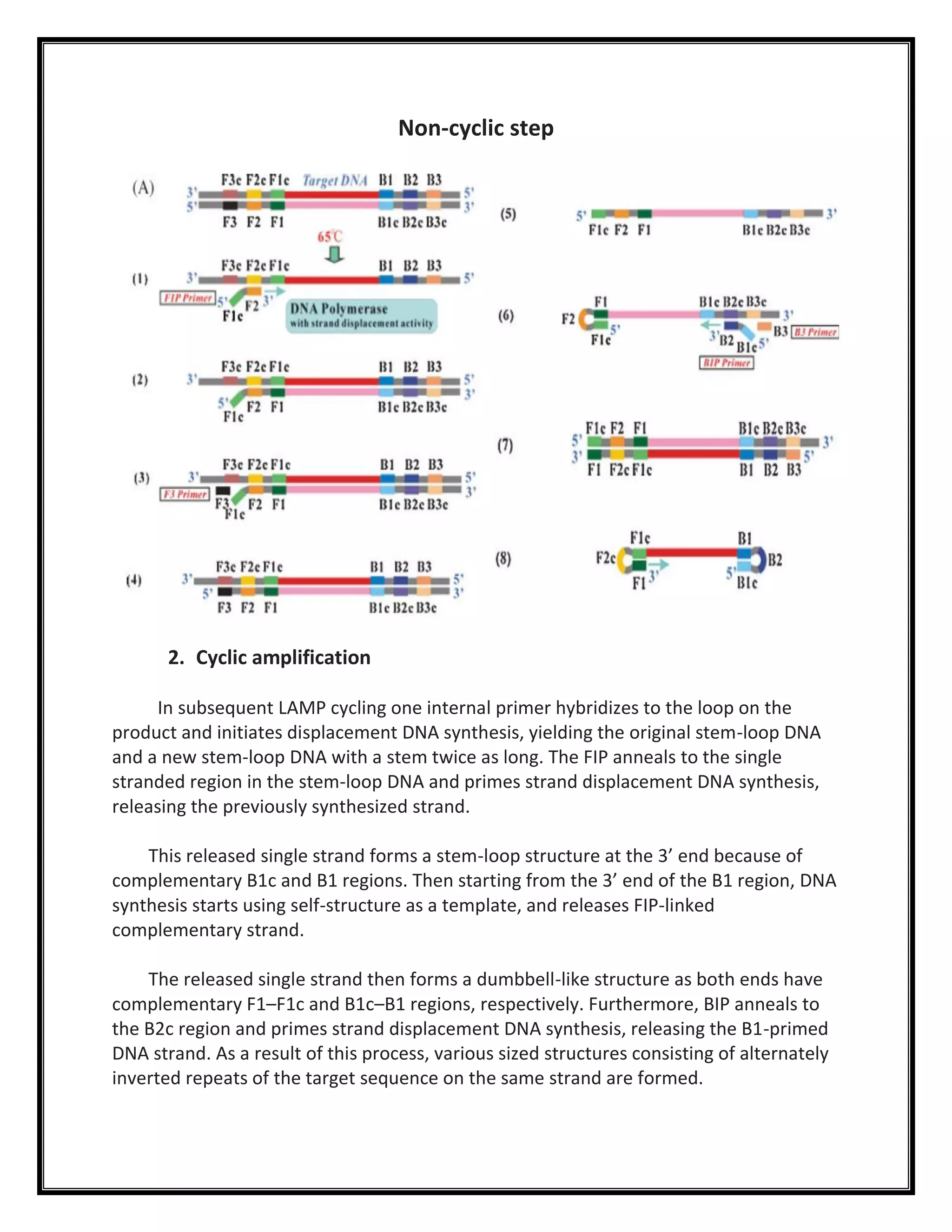 Loop mediated isothermal amplification by dr.pavulraj.s | PDF
