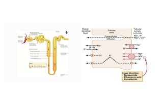 Loop of henle, a part of nehron of kidney | PPT
