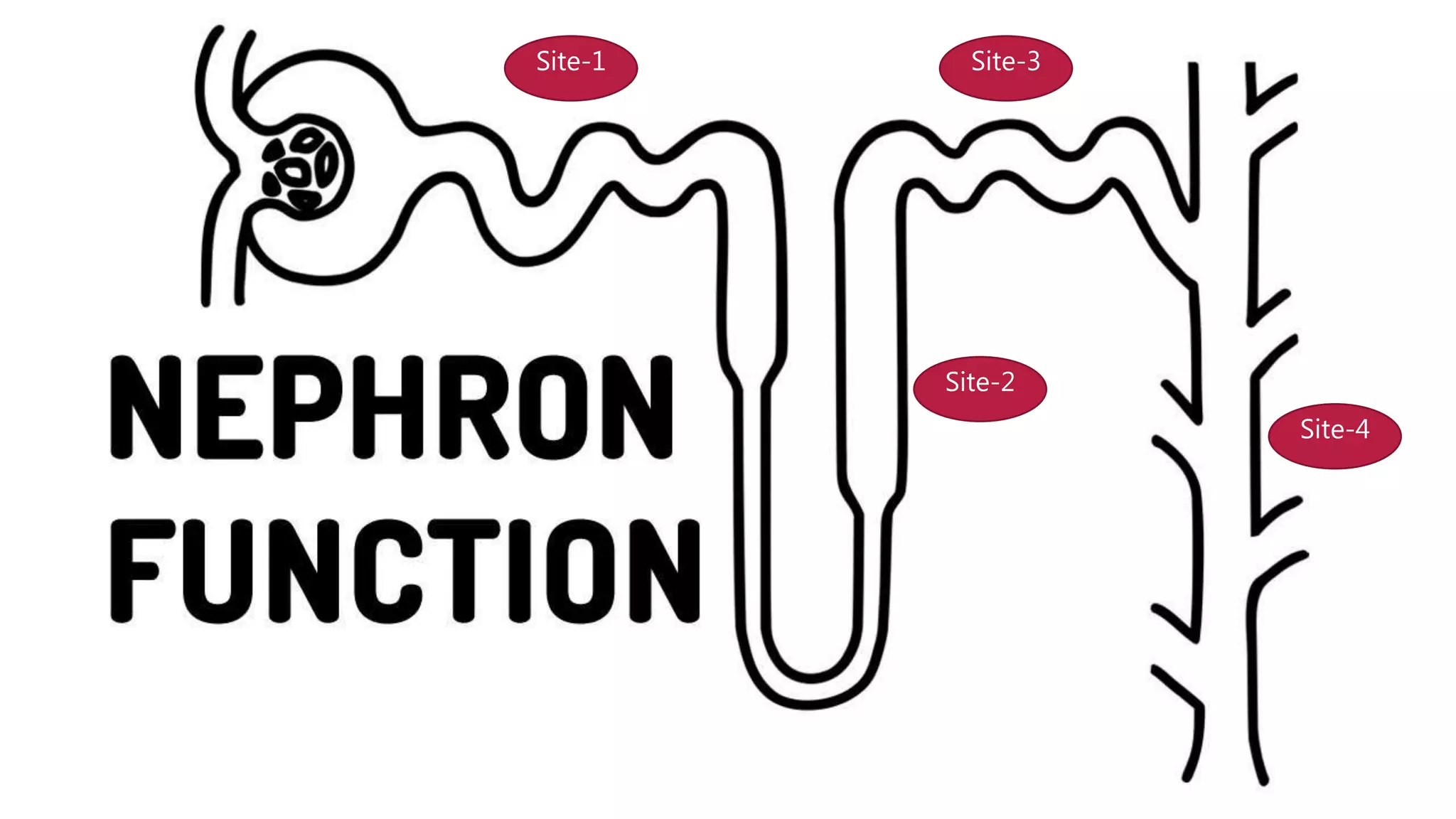 Loop diuretics | PPTX