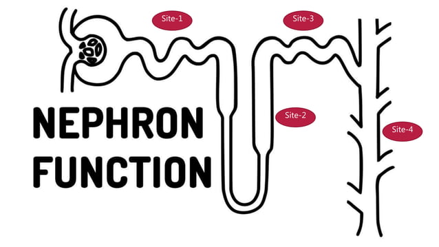 Loop diuretics | PPT