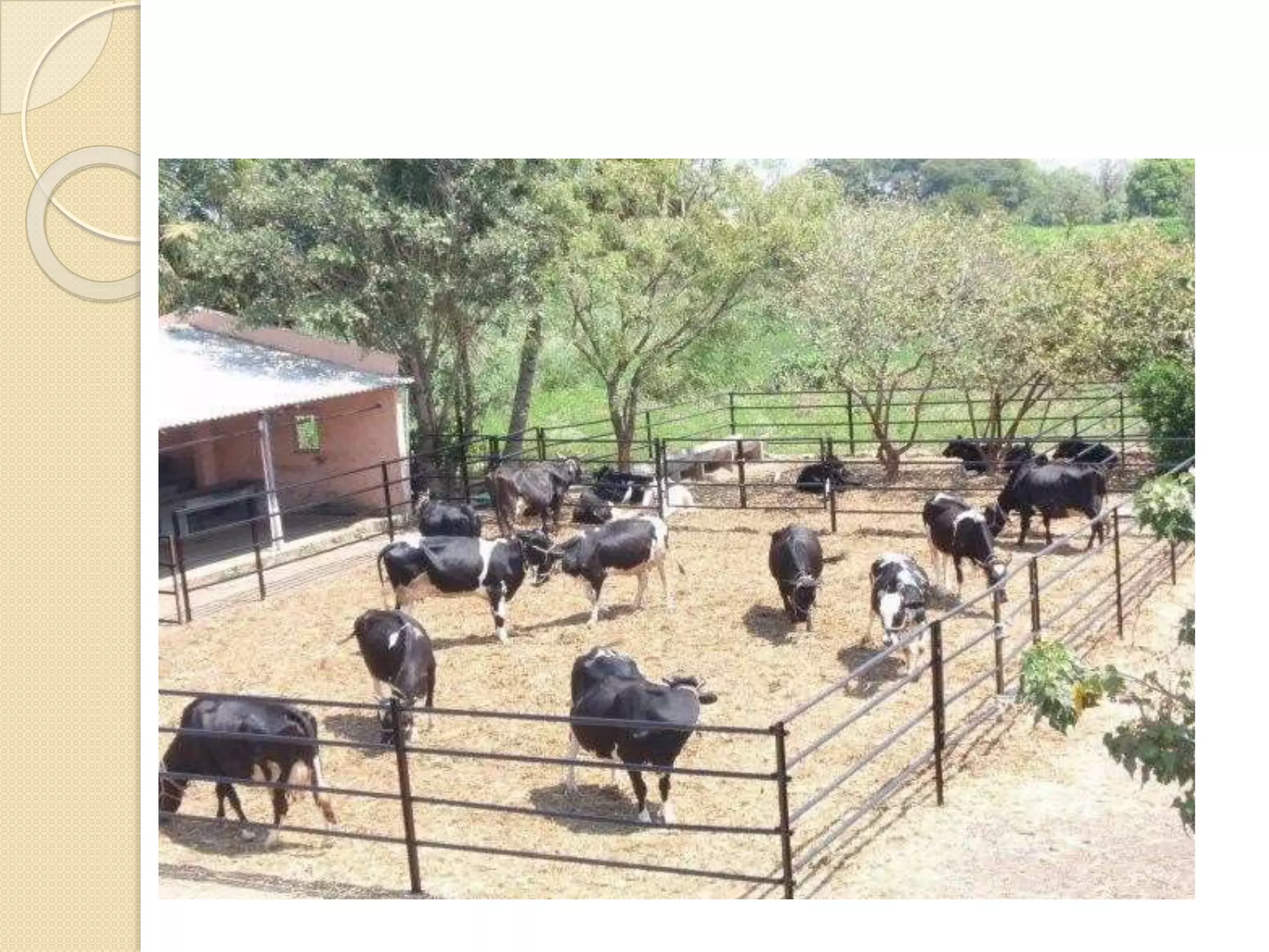 Loose-housing-System.pptx