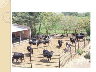 Loose-housing-System.pptx