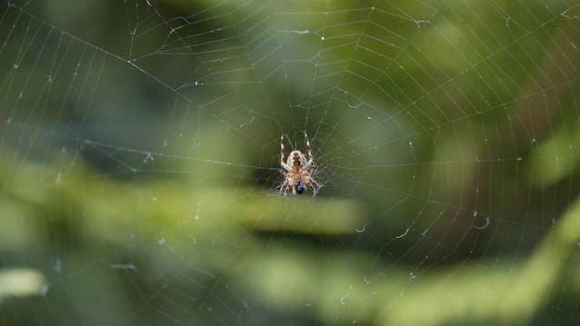 Loosely or lousily coupled - Understanding communication patterns in ...