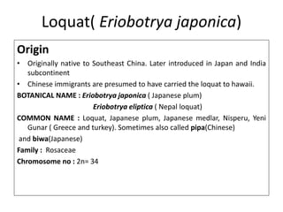 Loquat Fruit : Introduction and Importance, varieties. | PPTX