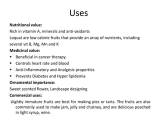 Loquat Fruit : Introduction and Importance, varieties. | PPTX ...