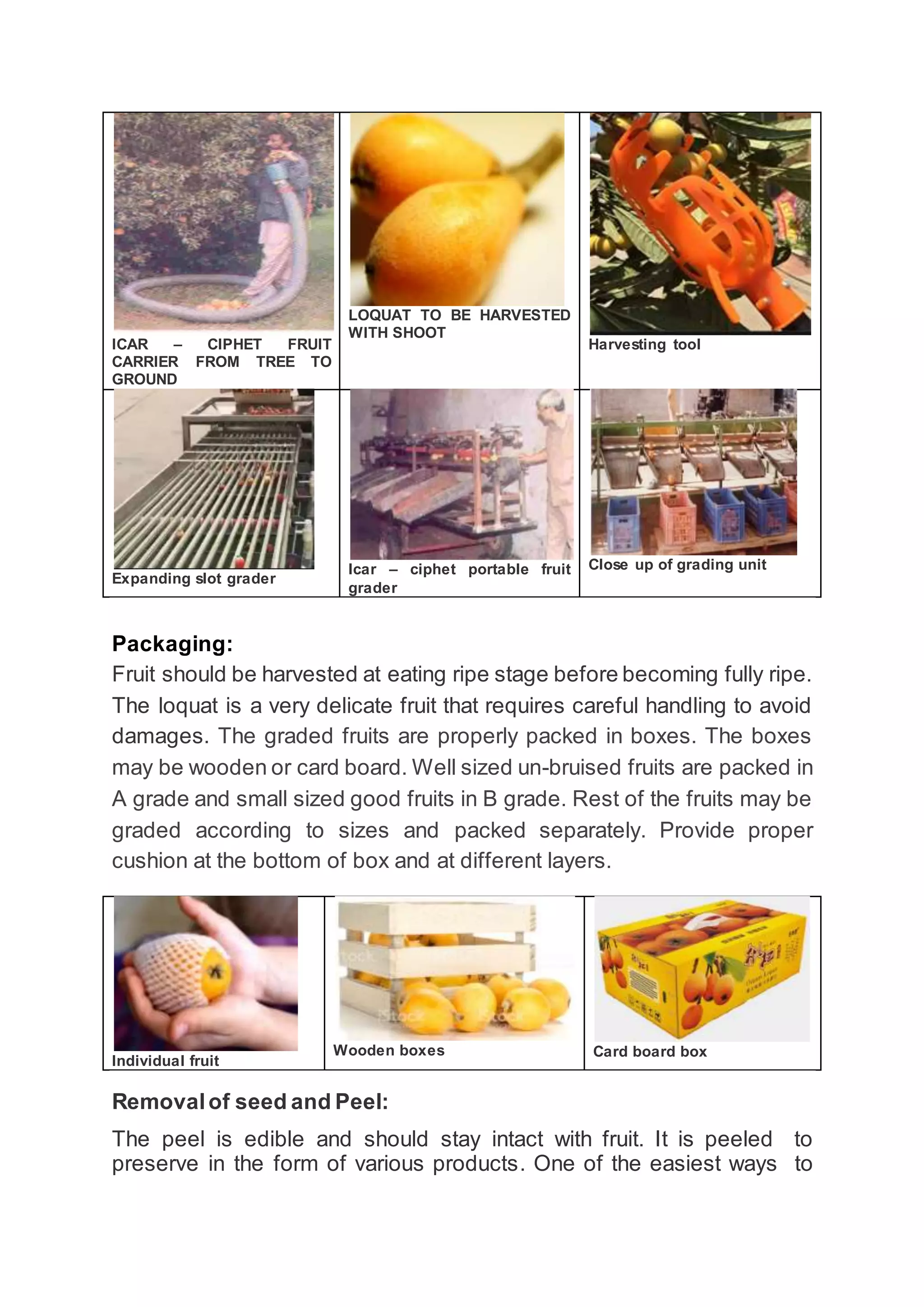 Loquat processing | DOCX
