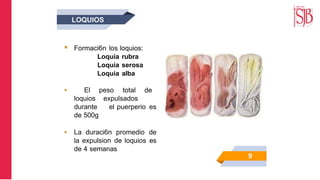 LOQUIOS PUERPERAL EN GINECOLOGIA, CUIDADOS | PPTX