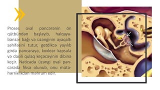Non inflammatory ear diseases (Qulağın qeyri-iltihabi xəstəlikləri) | PPTX