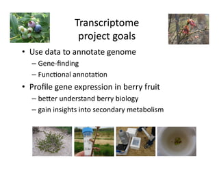 RNA-Seq Analysis of Blueberry Fruit Development and Ripening | PPT