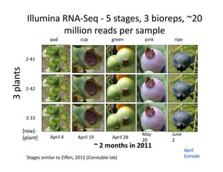 RNA-Seq Analysis of Blueberry Fruit Development and Ripening | PPT