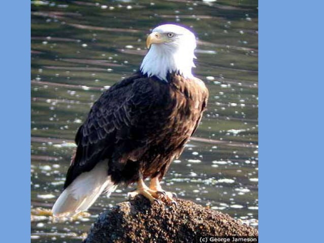 Lord Alfred Tennyson The Eagle | PPTX | Birdwatching | Hobbies & Interests