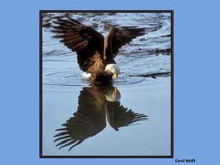 Lord Alfred Tennyson The Eagle | PPTX