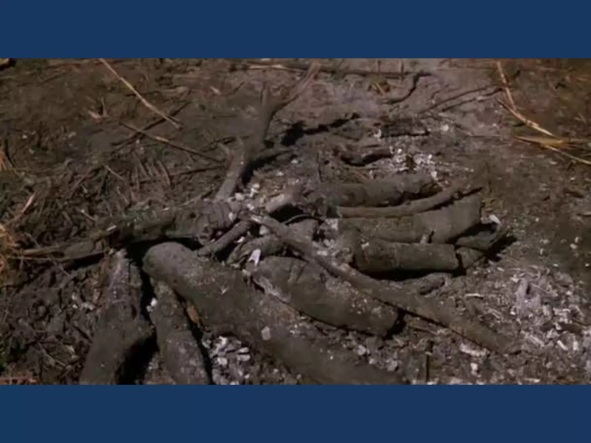 Lord of the flies | PPT