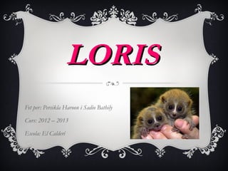 Loris | PPT