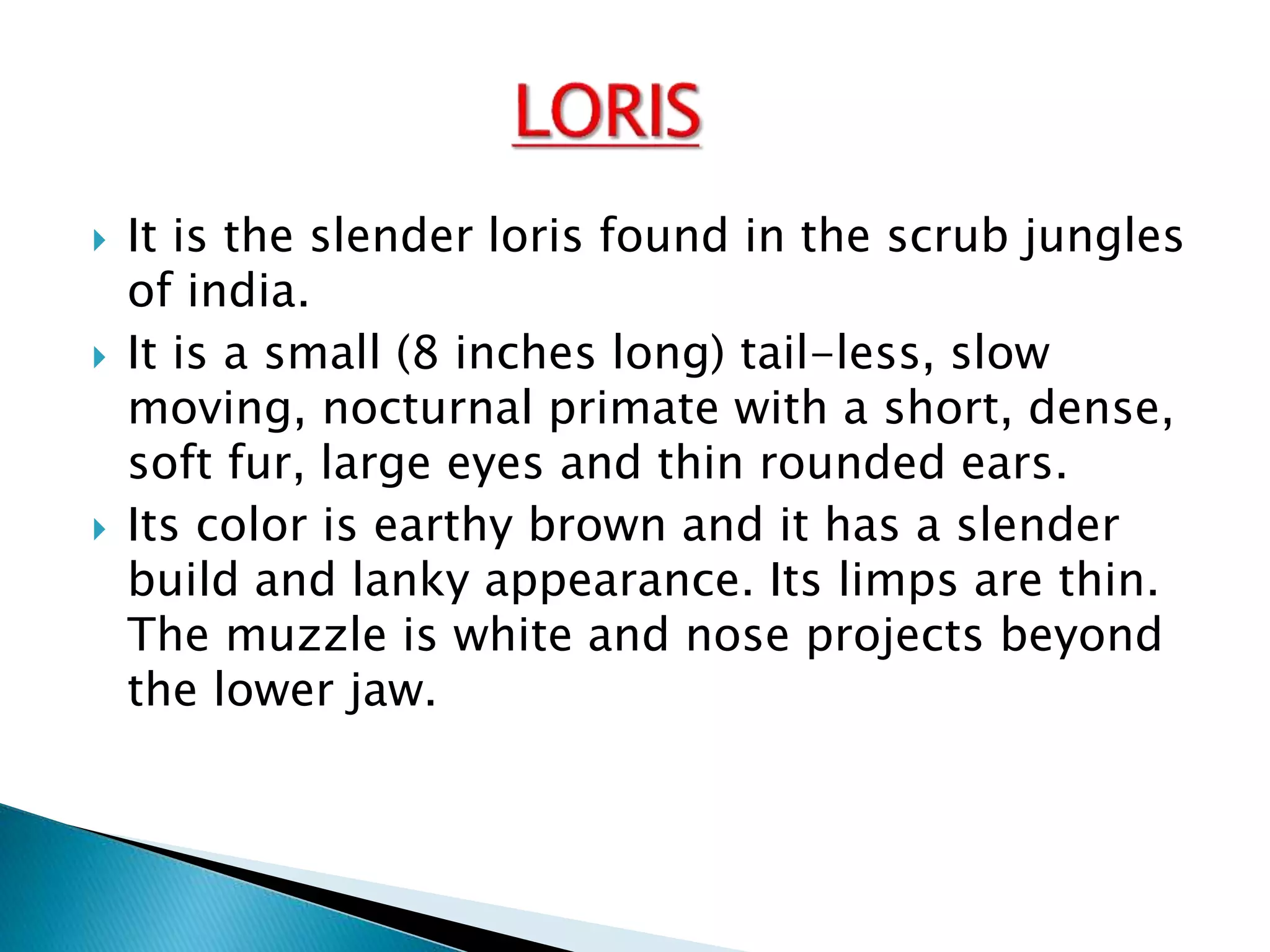 Loris and adaptations of aquatic mammals | PPTX
