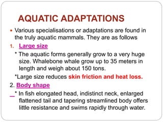 Loris and adaptations of aquatic mammals | PPT