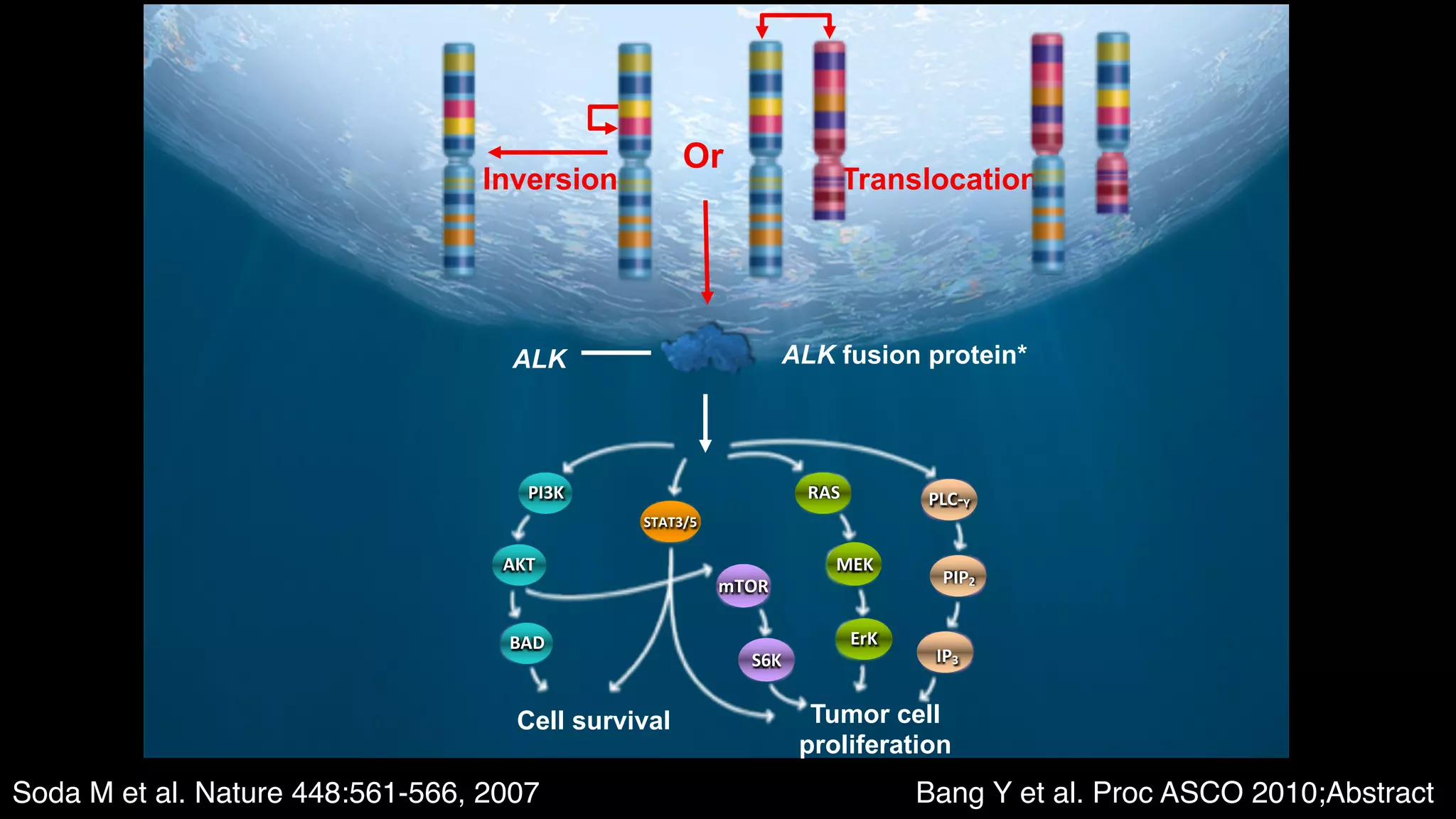 Lorlatinib alk positive lung cancer | PDF