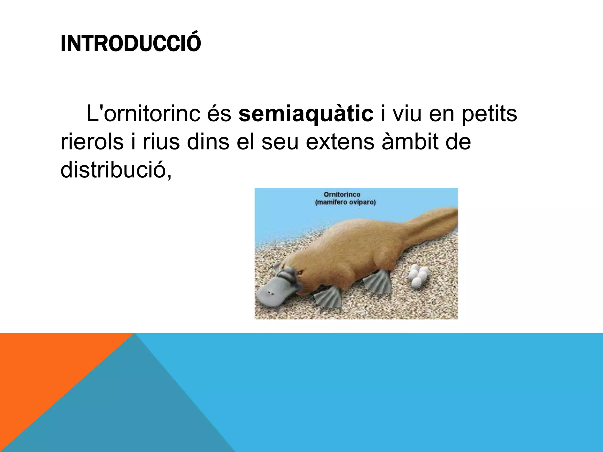 L’ ornitorinc | PPTX