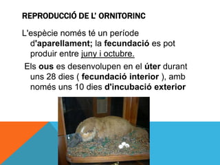 L’ ornitorinc | PPTX