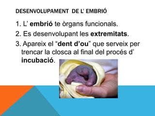 L’ ornitorinc | PPTX