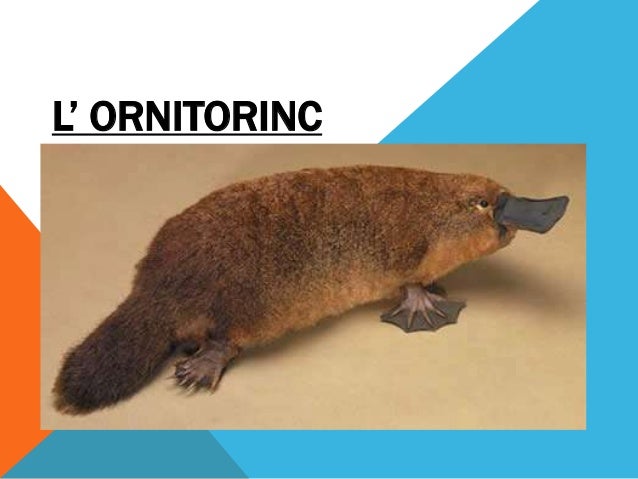 L’ ornitorinc
