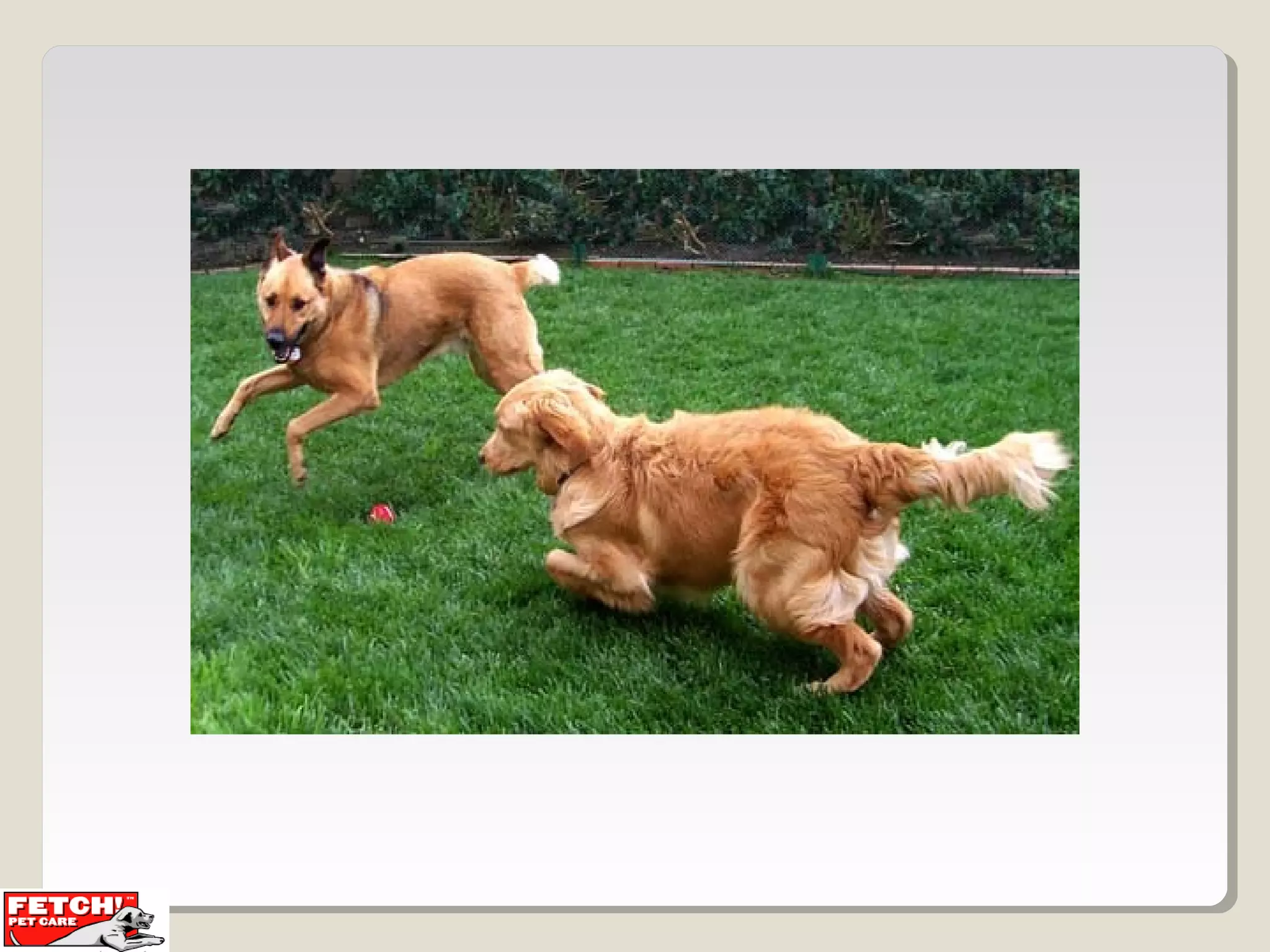 Fetch- A Renowned Dog Walker | PPT