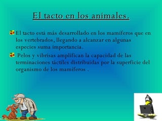 Los Animales Y Sus Sentidos | PPT