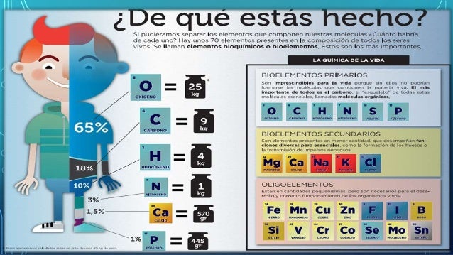 Los Elementos Quimicos En Nuestro Cuerpo Los Elementos Quimicos En Nuestro Cuerpo