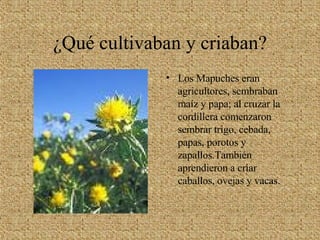 Los Mapuches Luna Y Luciano | PPT