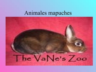 Los Mapuches Yakelin Rocio | PPT