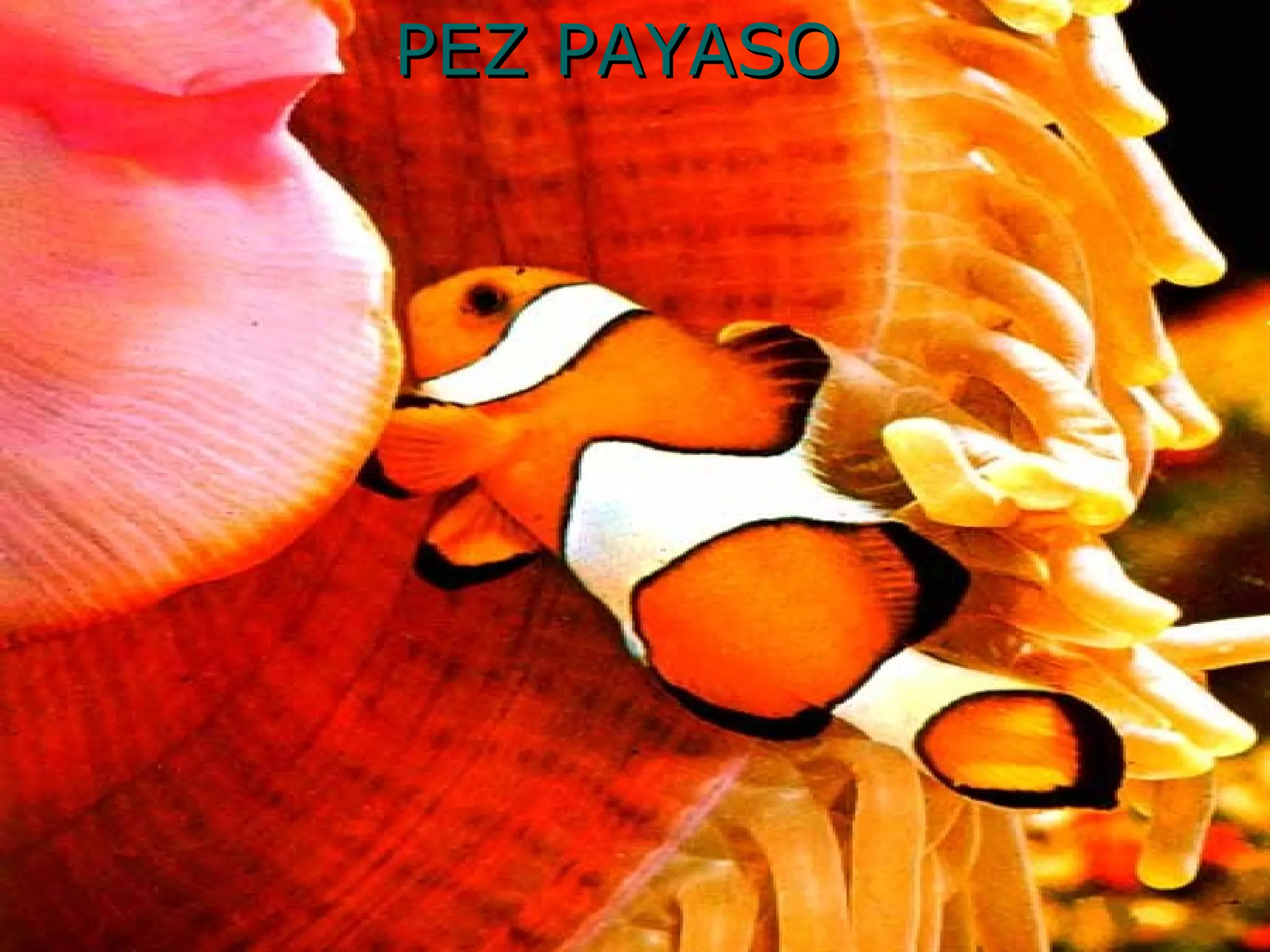Los Peces | PPT