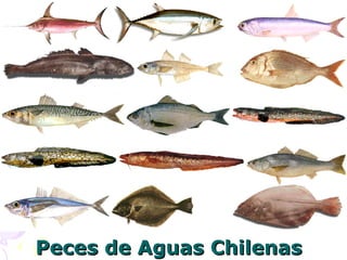 Los Peces | PPT