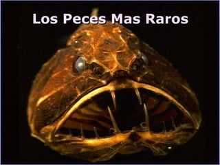 Los Peces | PPT
