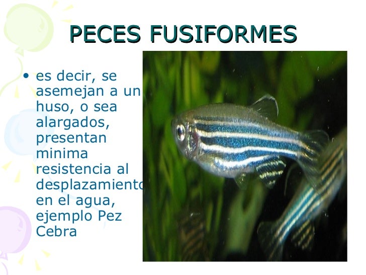 Los Peces