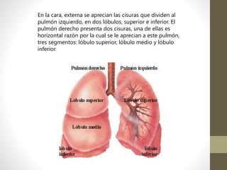 Los pulmones y la configuración exterior | PPSX