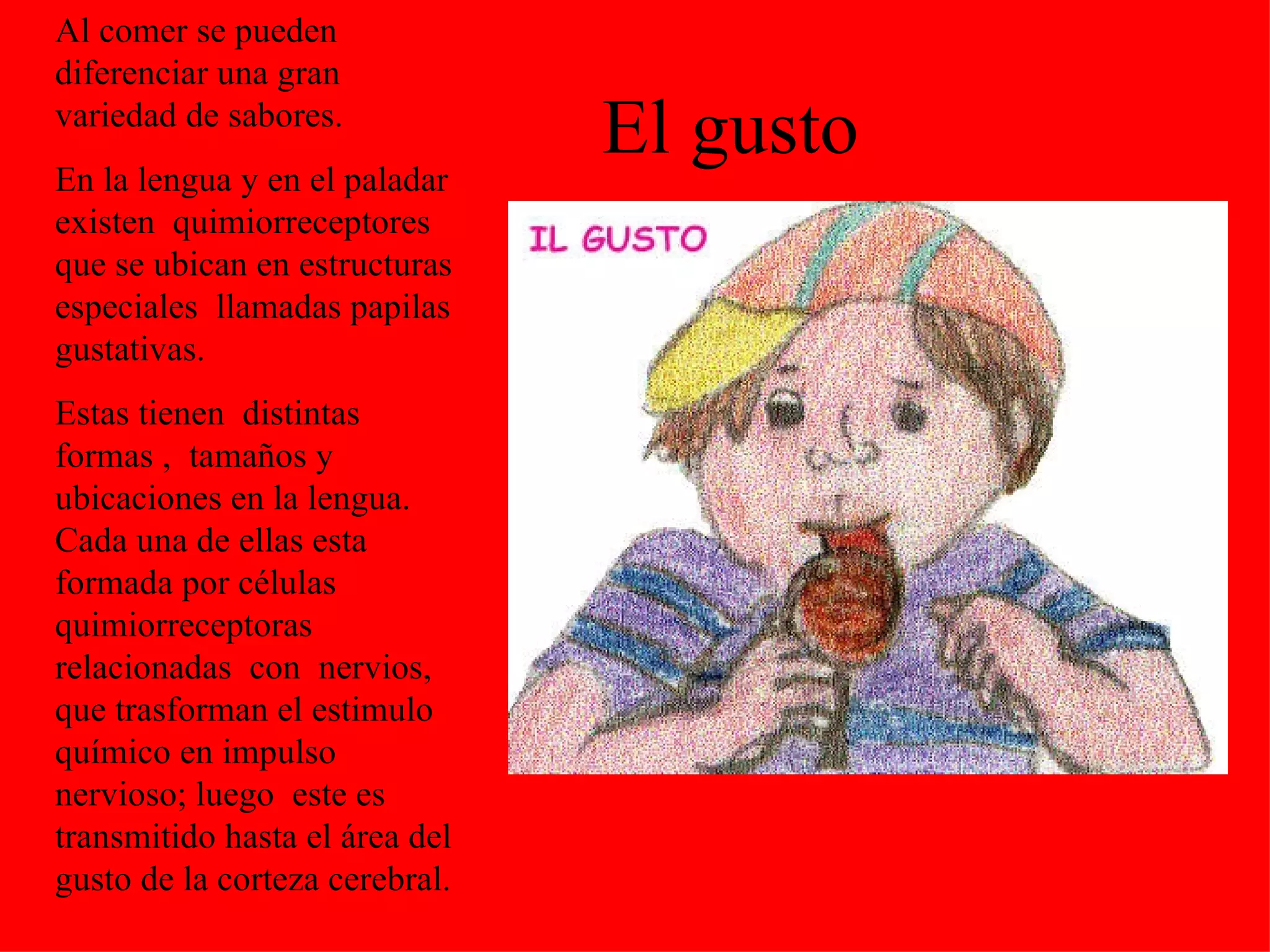 Los sentidos: El gusto | PPT