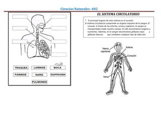 Los-Sistemas-del-Cuerpo-Humano-para-Primero-de-Primaria.pdf