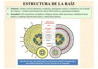 Botánica vegetal Los-tejidos-vegetales.pdf