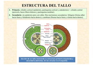 Botánica vegetal Los-tejidos-vegetales.pdf