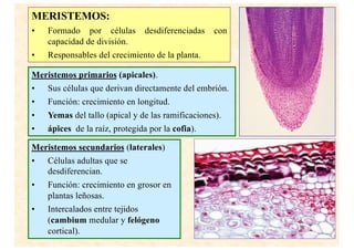 Botánica vegetal Los-tejidos-vegetales.pdf