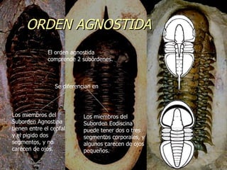 Los Trilobites | PPT